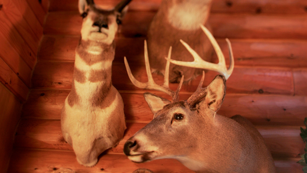 What Does Taxidermy Mean and How Does it Work? - Meaningful Spaces