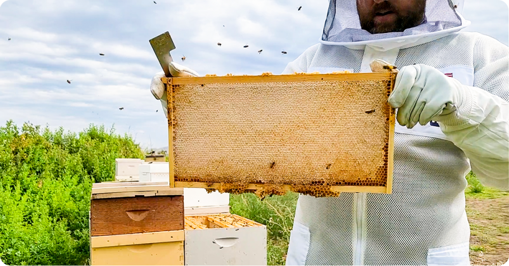When Do Beekeepers Collect Honey and Why? - Meaningful Spaces